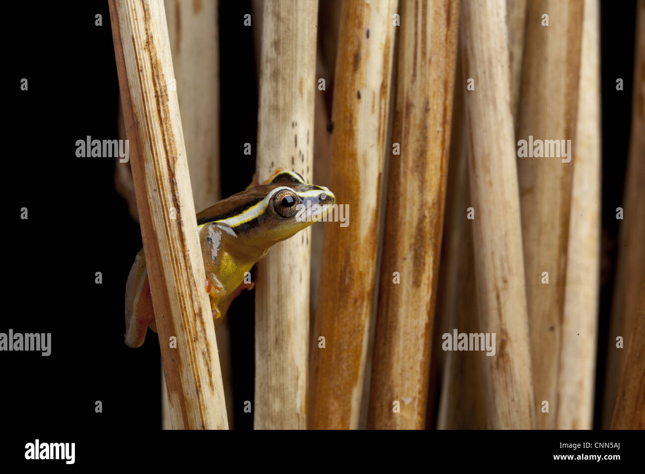 Spotted Reed Frog (Hyperolius puncticulatus) adult, clinging to stems ...