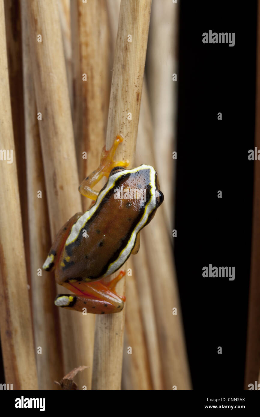 Spotted Reed Frog (Hyperolius puncticulatus) adult, clinging to stems ...