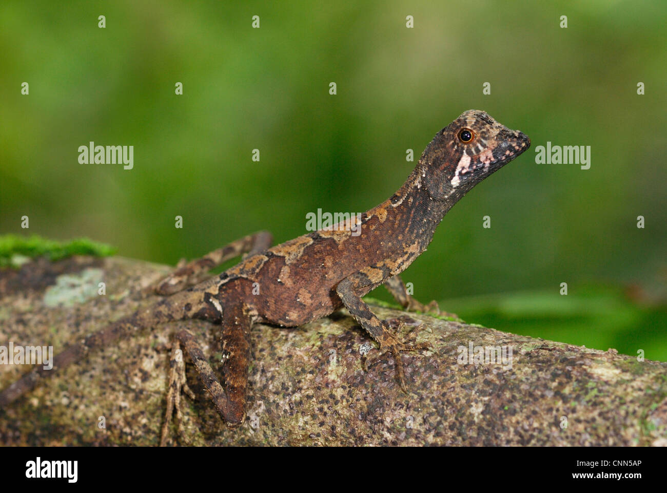 Brown-patched Kangaroo Lizard Otocryptis wiegmanni adult resting on ...