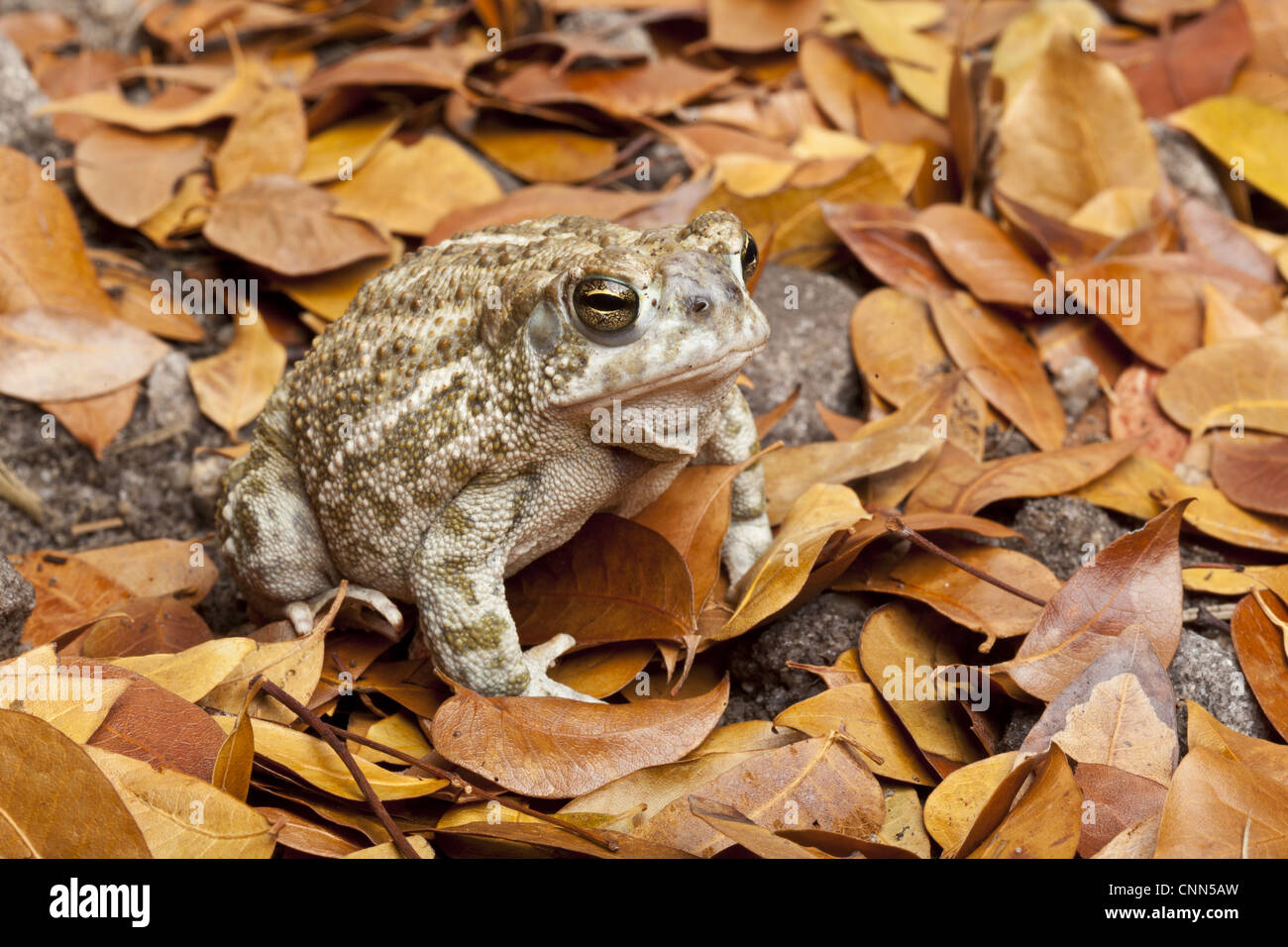 Great Plains Toad (Anaxyrus cognatus) adult, sitting amongst fallen ...