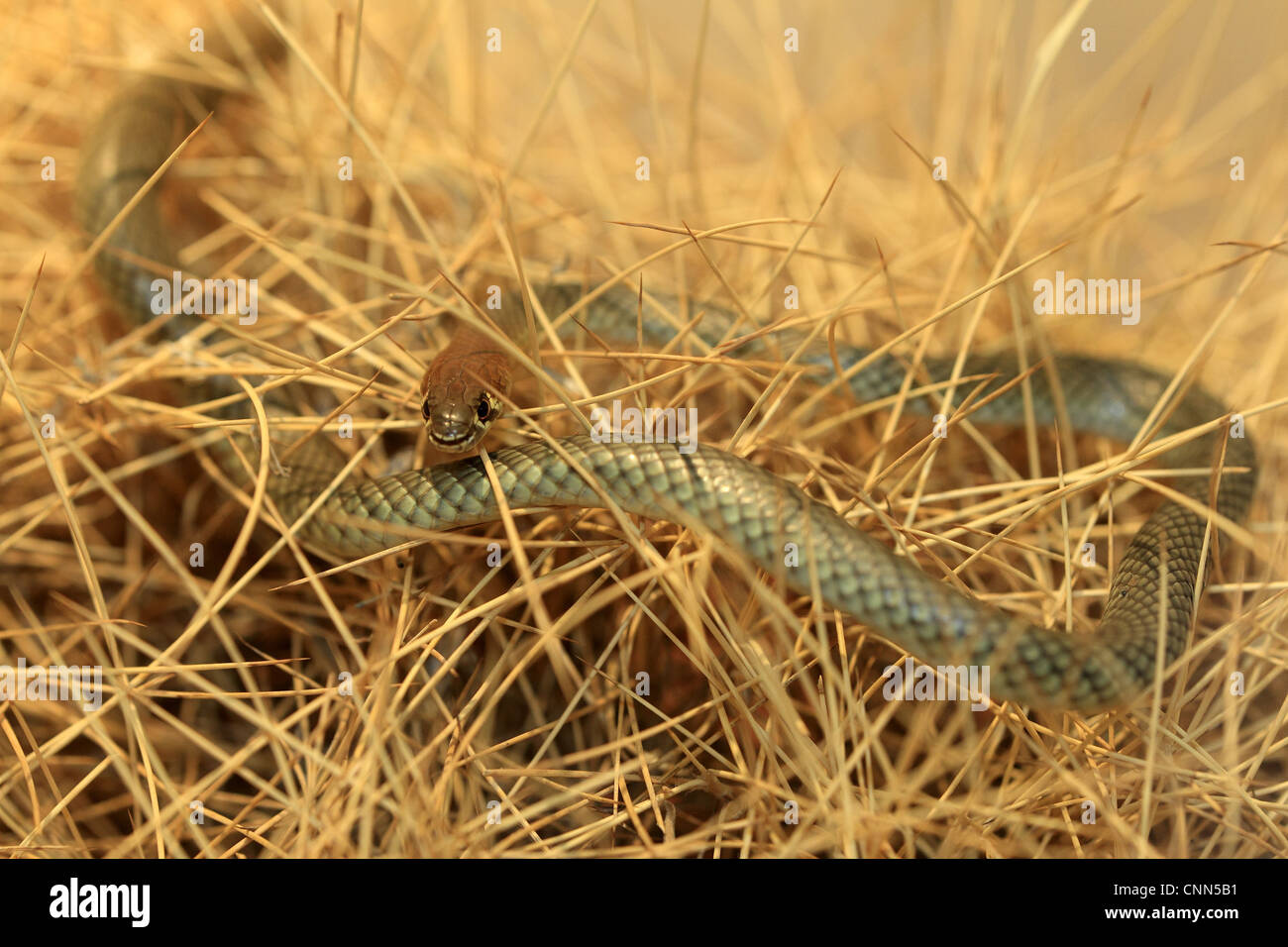 Yellow-faced Whipsnake (Demansia psammophis) adult, climbing amongst ...