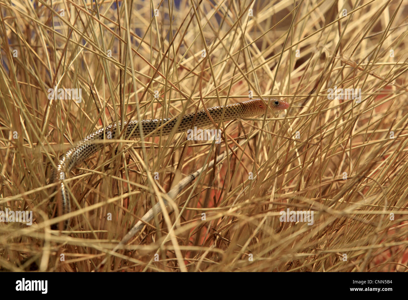 Spinifex Legless Lizard (Delma nasuta) adult, climbing amongst dry ...