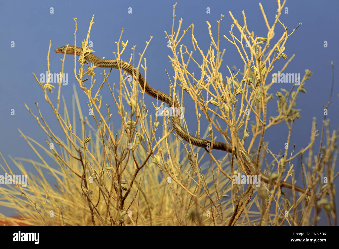 Spinifex Legless Lizard (Delma nasuta) adult, climbing amongst twigs in ...
