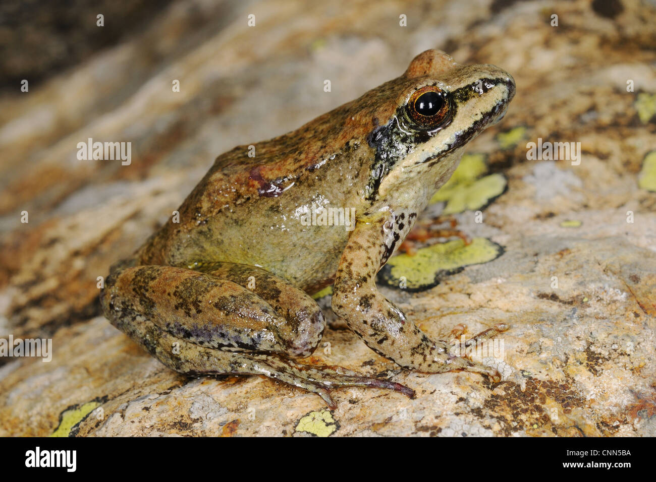 Ordesa y monte perdido national parks hi-res stock photography and ...