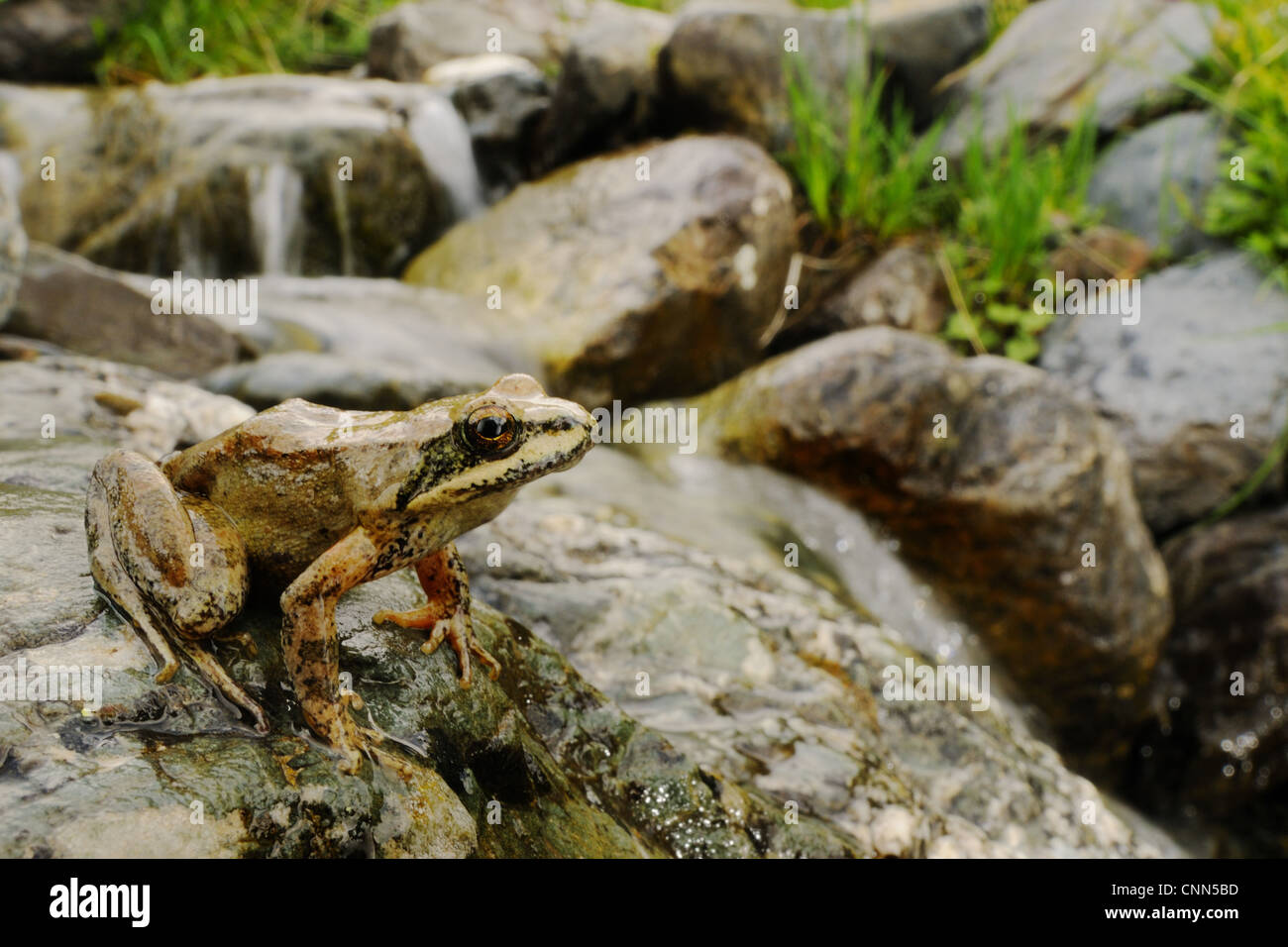 Pyrenean Frog Rana pyrenaica adult sitting rock beside mountain valley ...