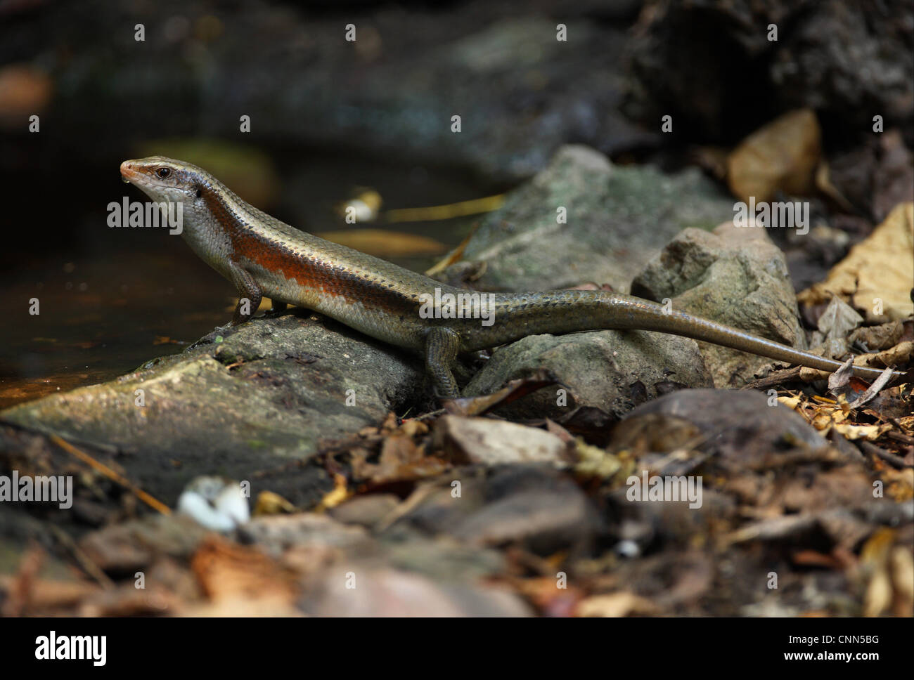 Indian skinks hi-res stock photography and images - Alamy