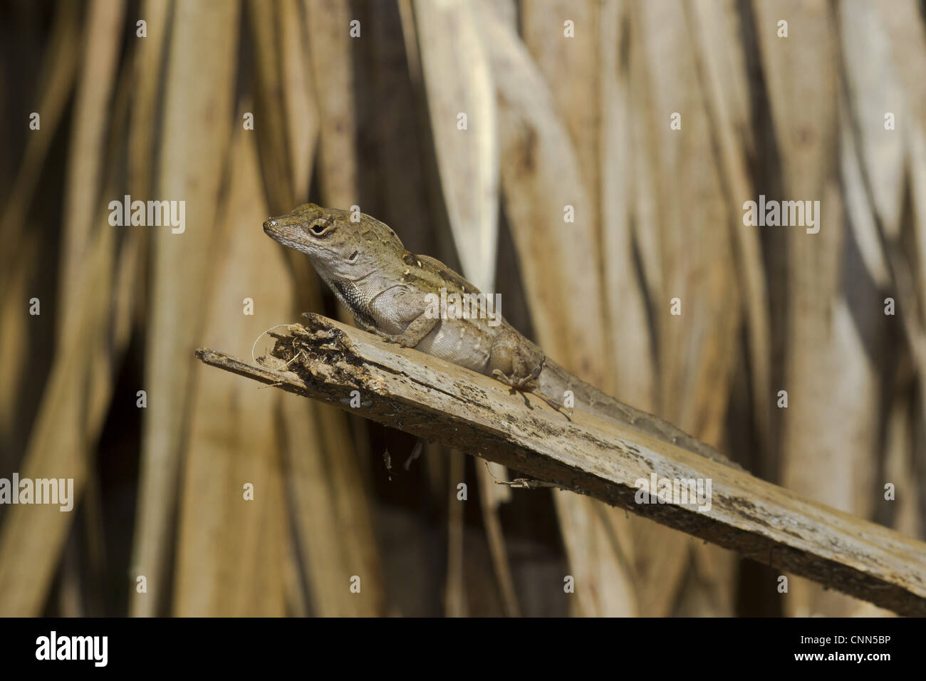 Largehead anole anolis cybotes hi-res stock photography and images - Alamy