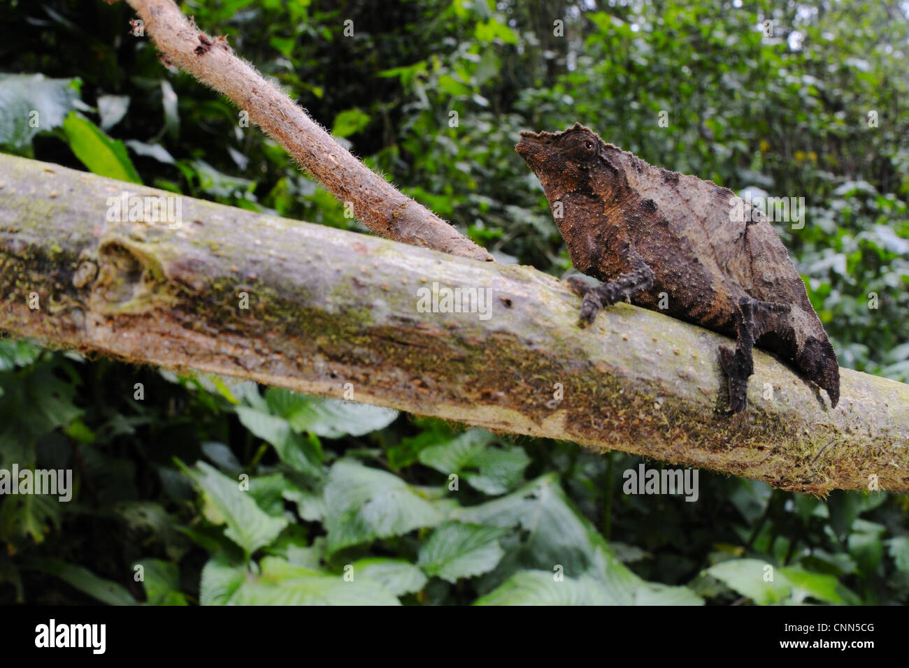 Boulenger's Pygmy Chameleon (Rhampholeon boulengeri) adult, on branch ...