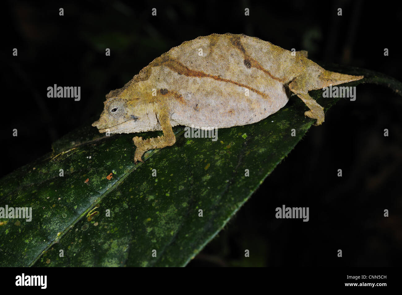 Boulengers pygmy chameleon hi-res stock photography and images - Alamy