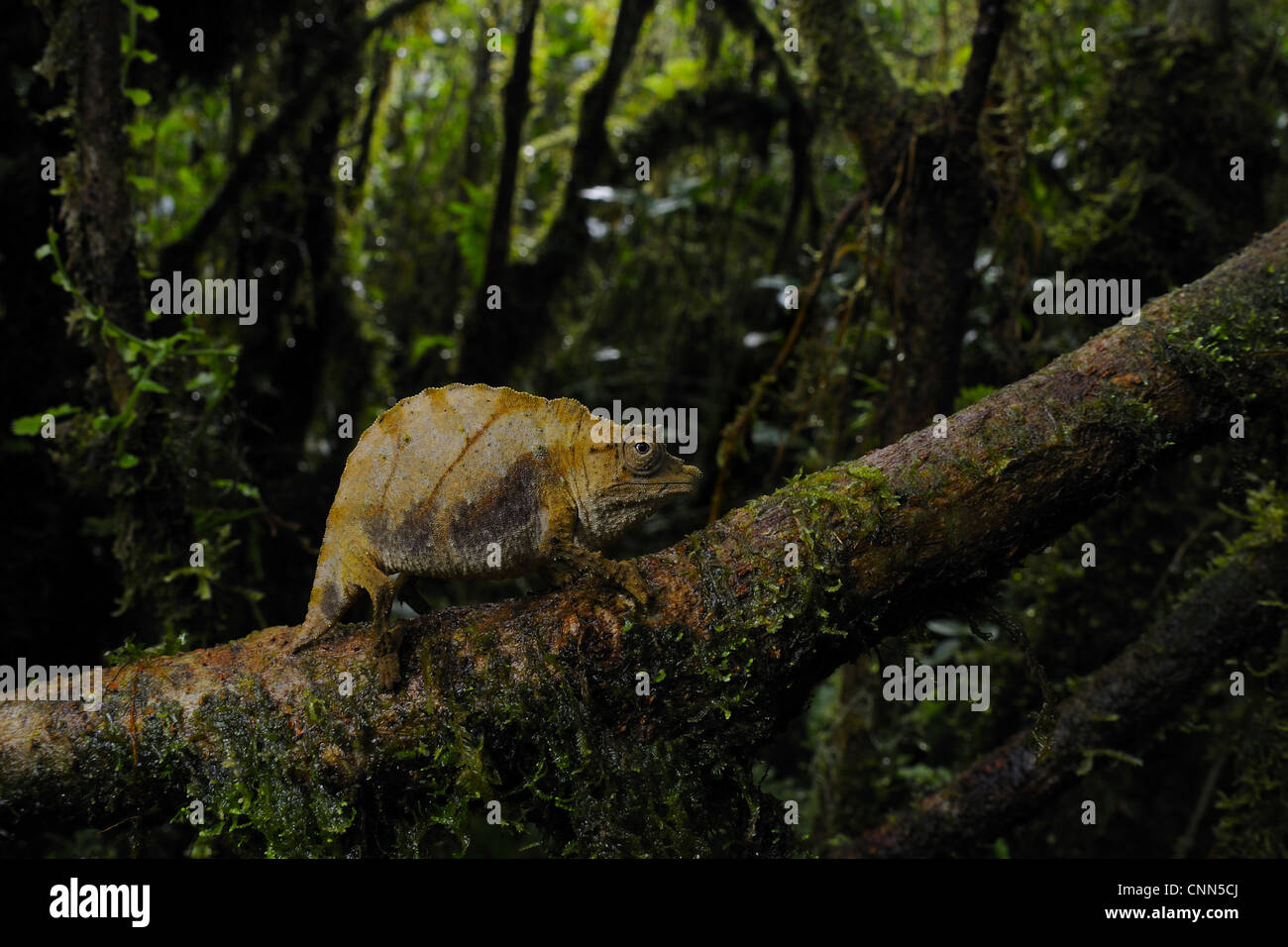 Boulenger's Pygmy Chameleon (Rhampholeon boulengeri) adult, on branch ...