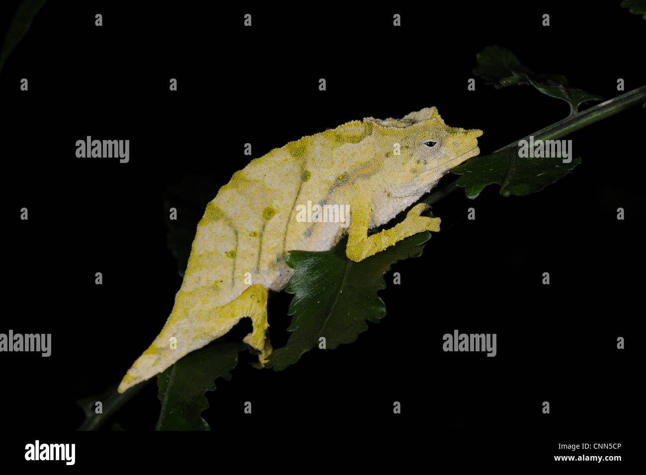 Boulenger's Pygmy Chameleon Rhampholeon boulengeri adult sleeping leaf ...