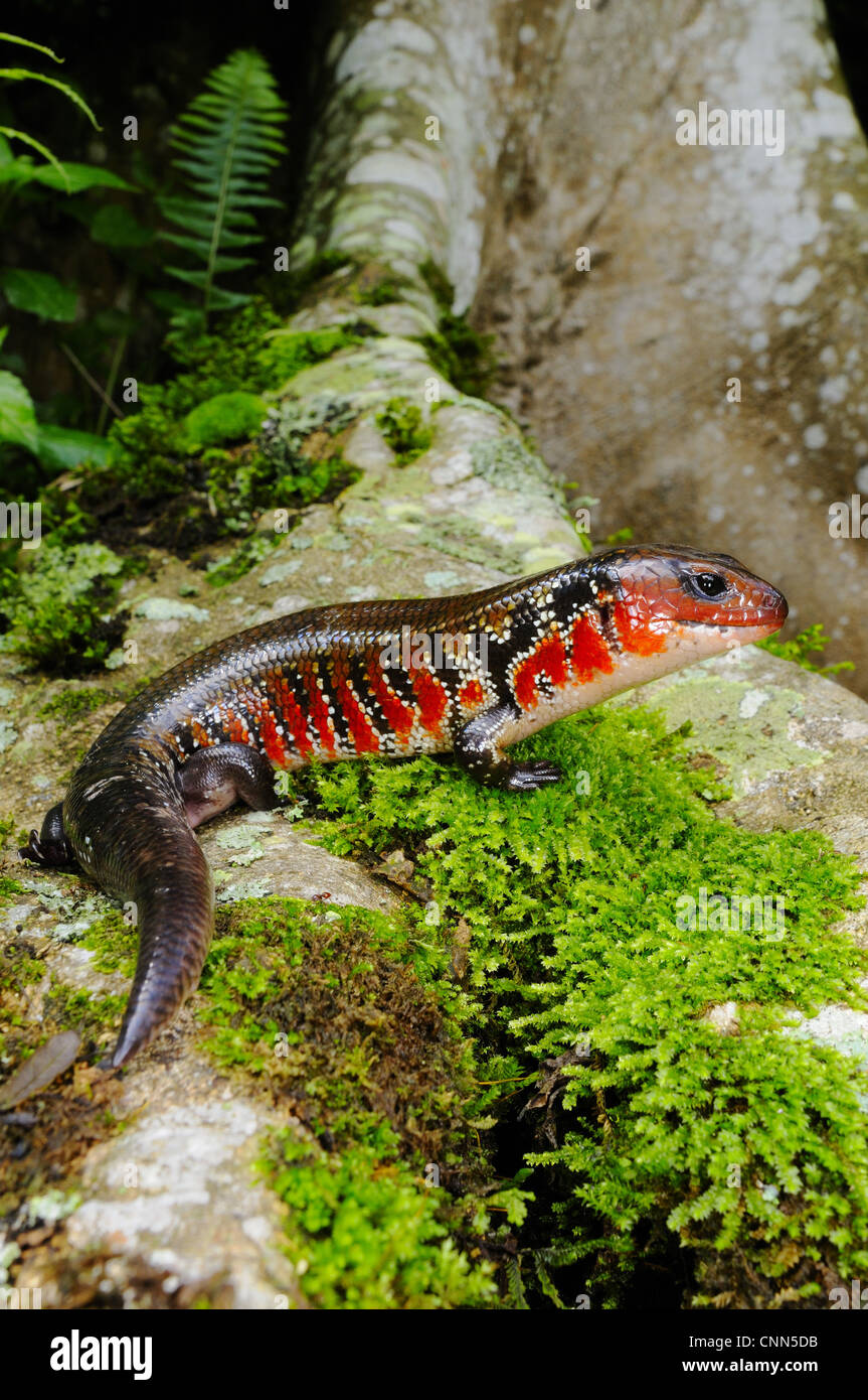 Fire Skink Lizard