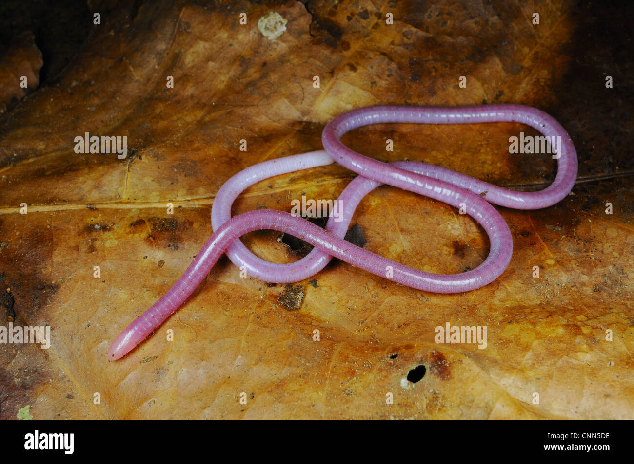 Caecilian or caecilians hi-res stock photography and images - Alamy
