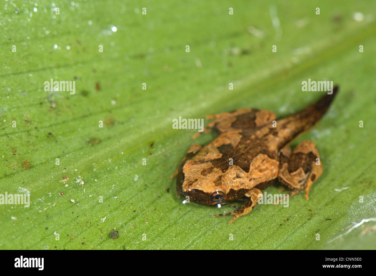 Froglet In Water