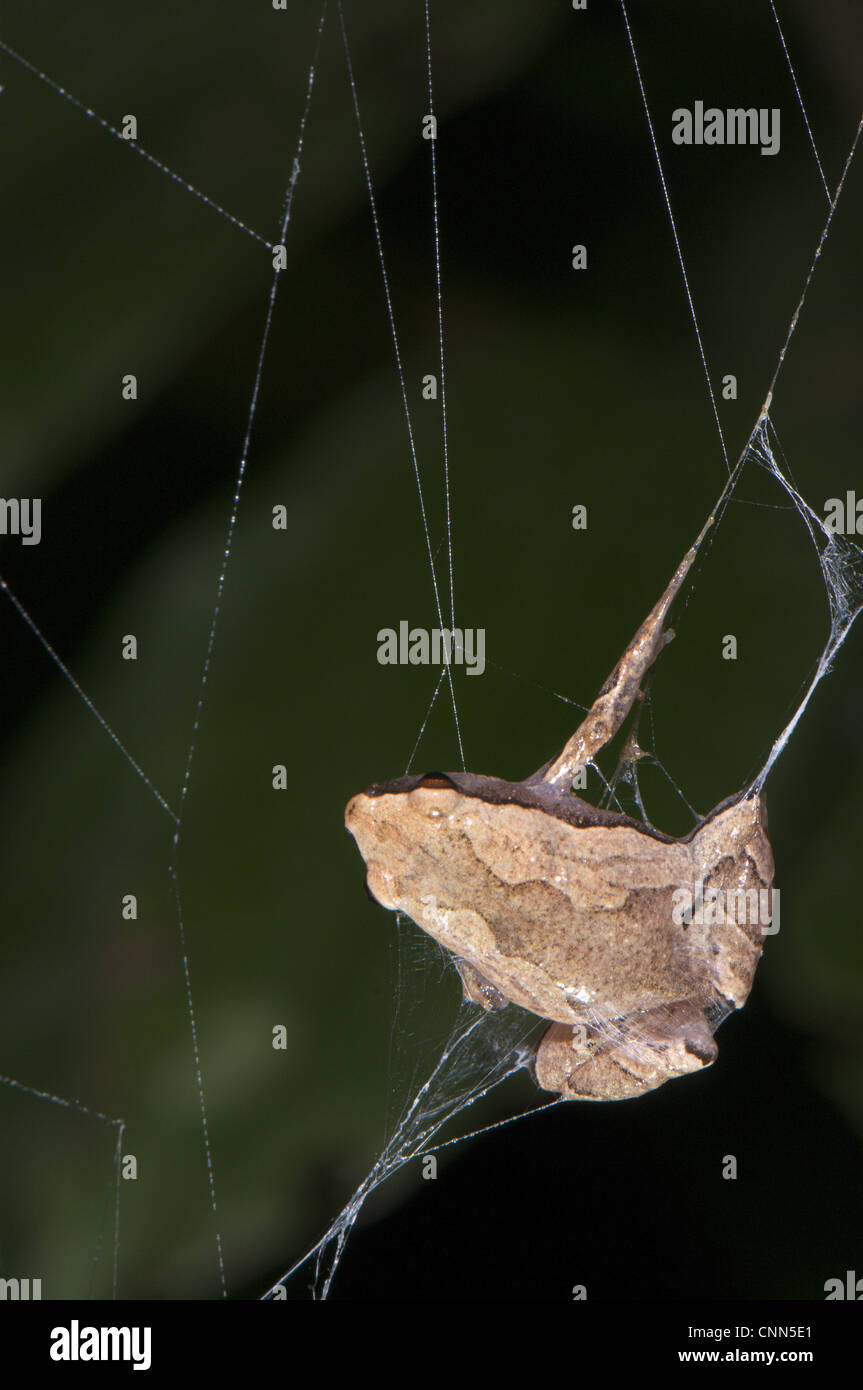 Araneidae Arachnid Spiders Rainforest High Resolution Stock Photography ...