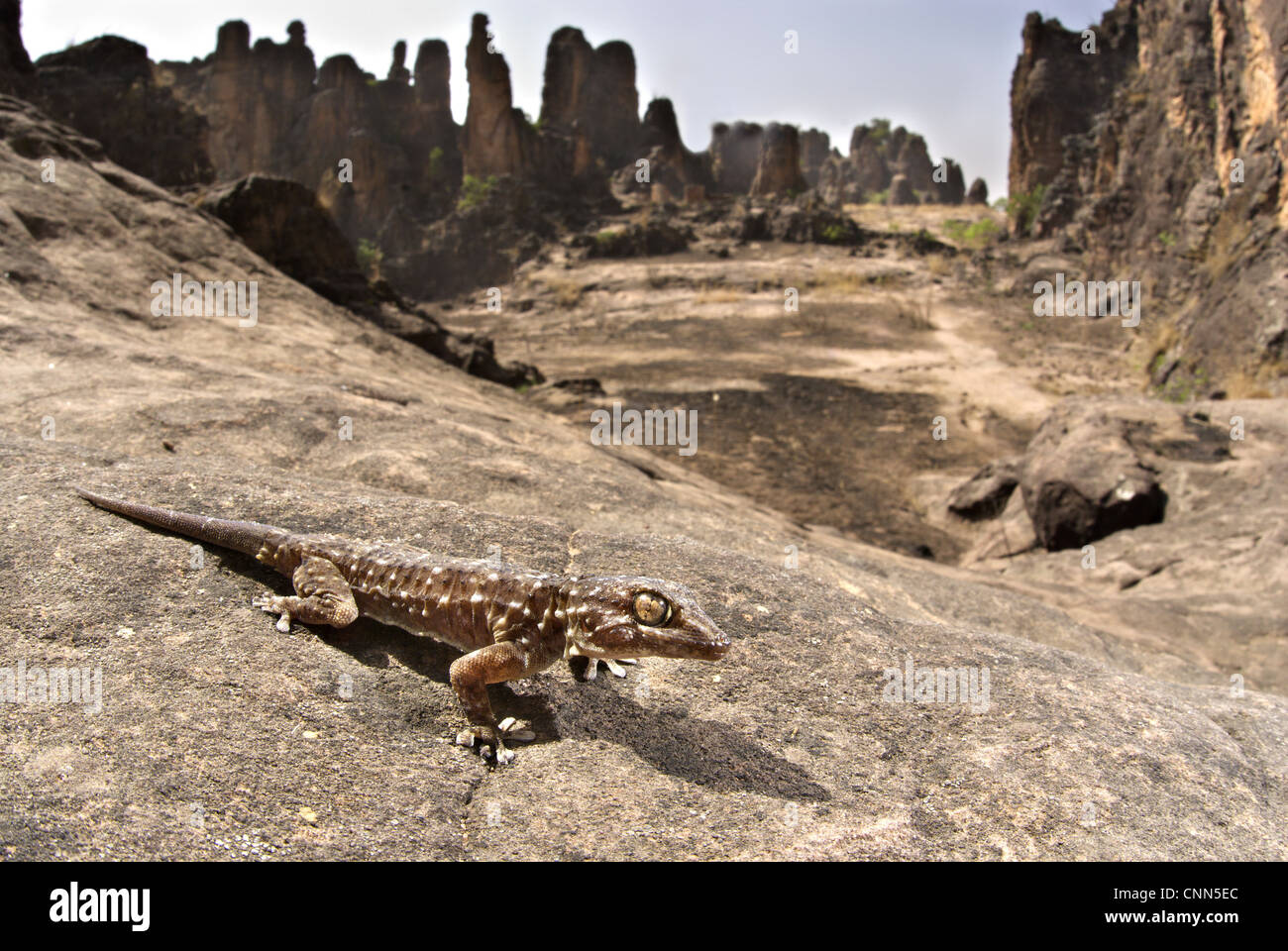 White-spotted Wall Gecko Tarentola annularis adult standing rock ...