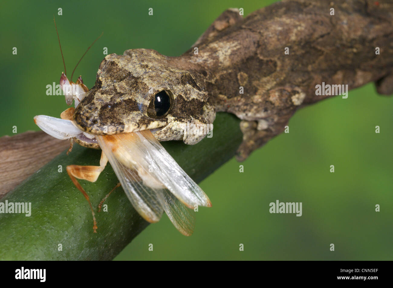 Kuhls flying gecko ptychozoon kuhli hi-res stock photography and images ...