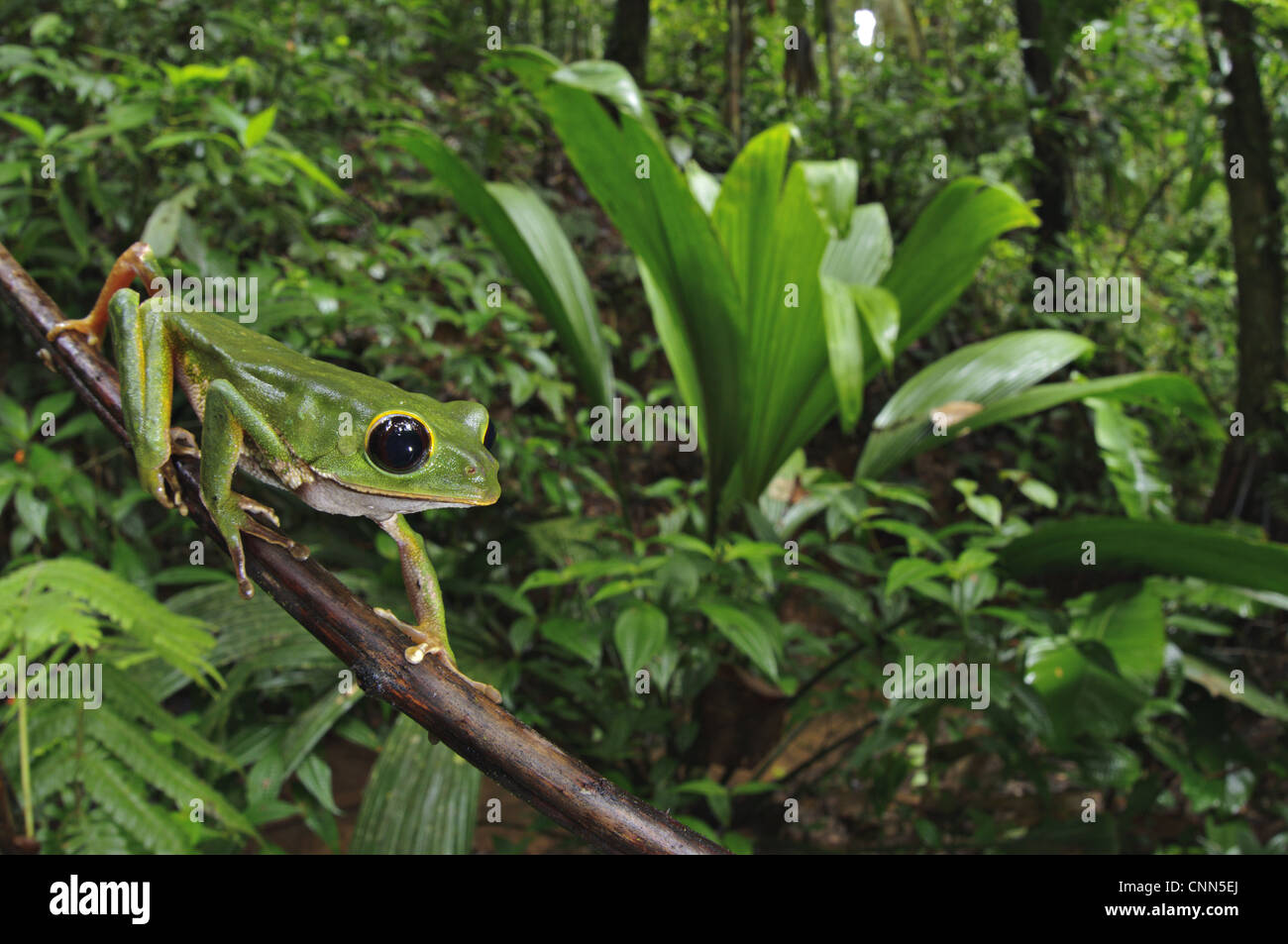 Black-eyed Monkey Treefrog Phyllomedusa camba adult male climbing along ...