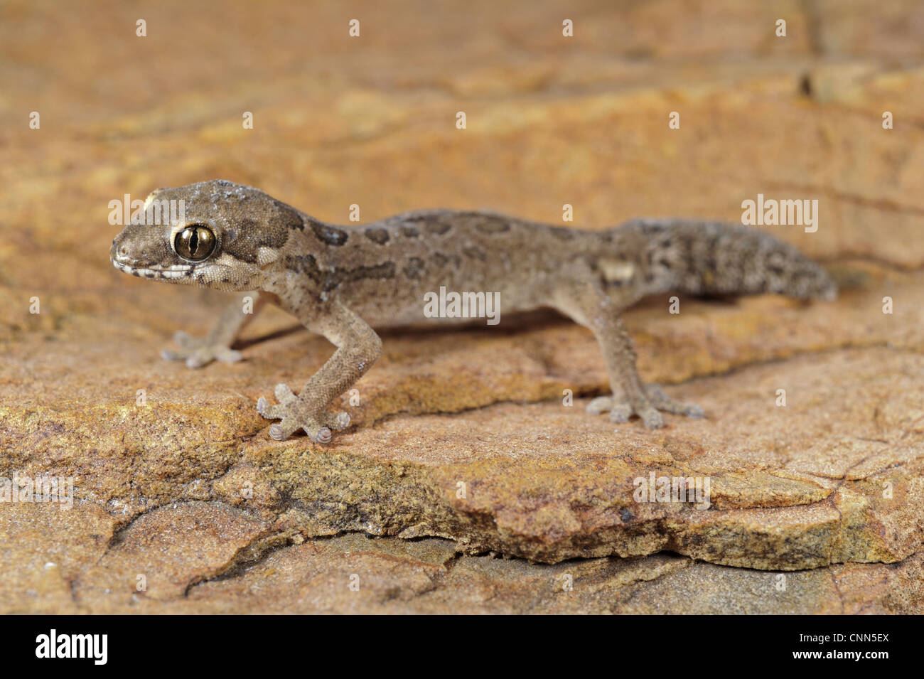 Spotted Thick-toed Gecko (Pachydactylus maculatus) young, standing on ...