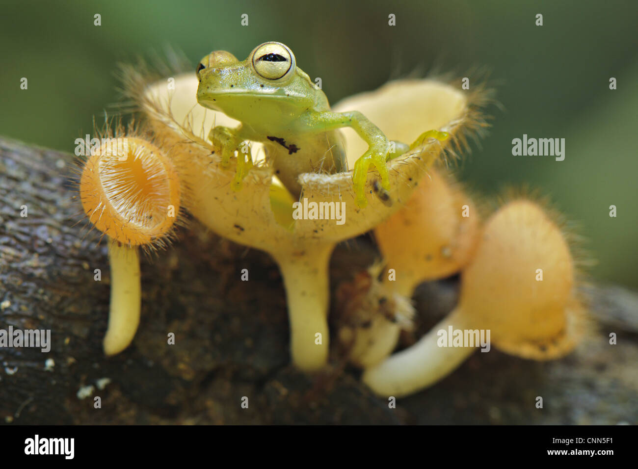 Juvenile wood frog hi-res stock photography and images - Alamy
