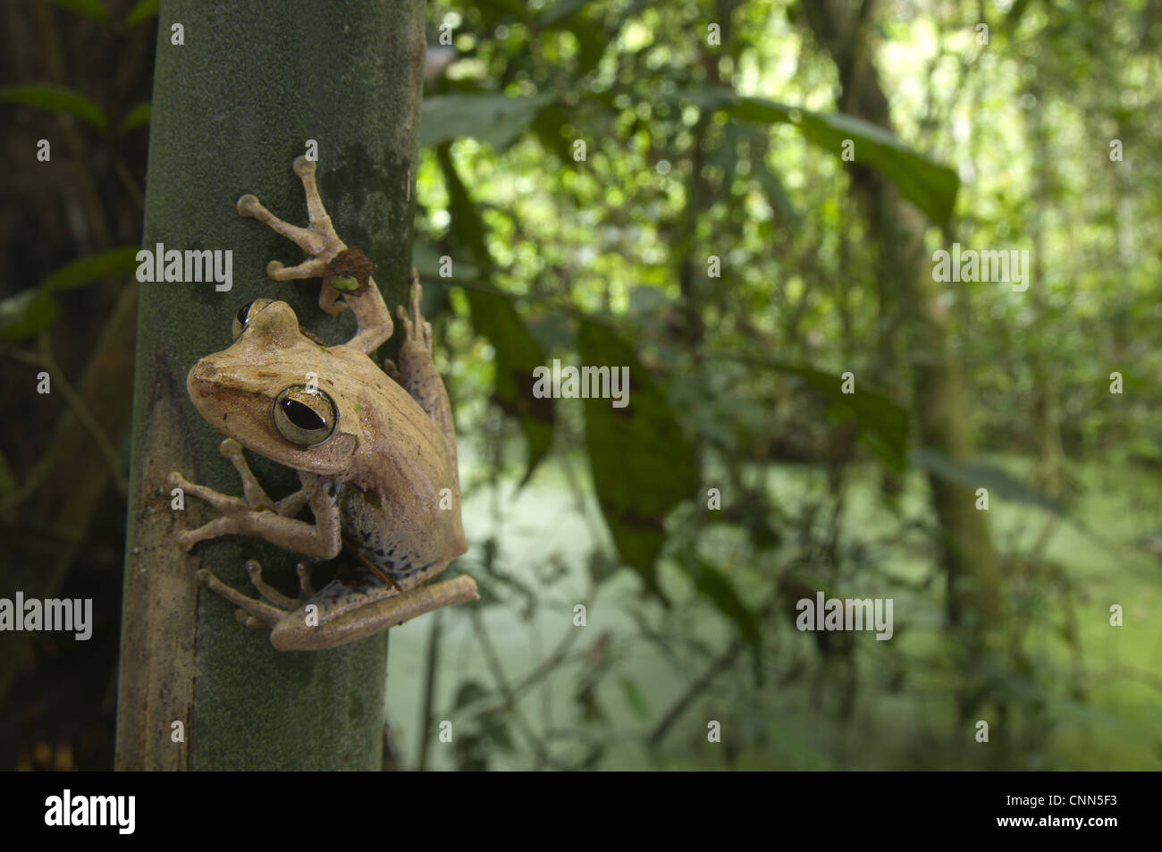 Spotted thighed treefrog hi-res stock photography and images - Alamy