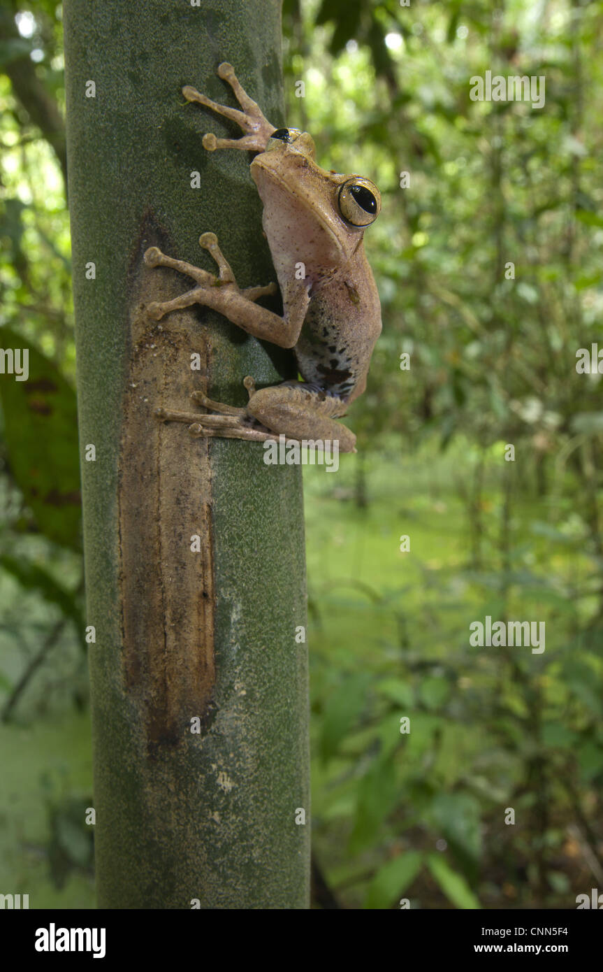 Spotted thighed tree frog hi-res stock photography and images - Alamy