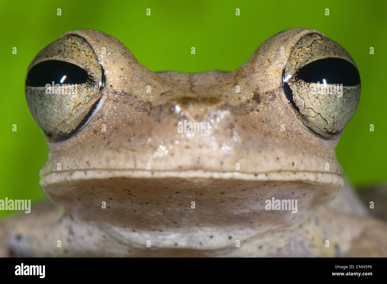 Spotted thighed tree frog hi-res stock photography and images - Alamy