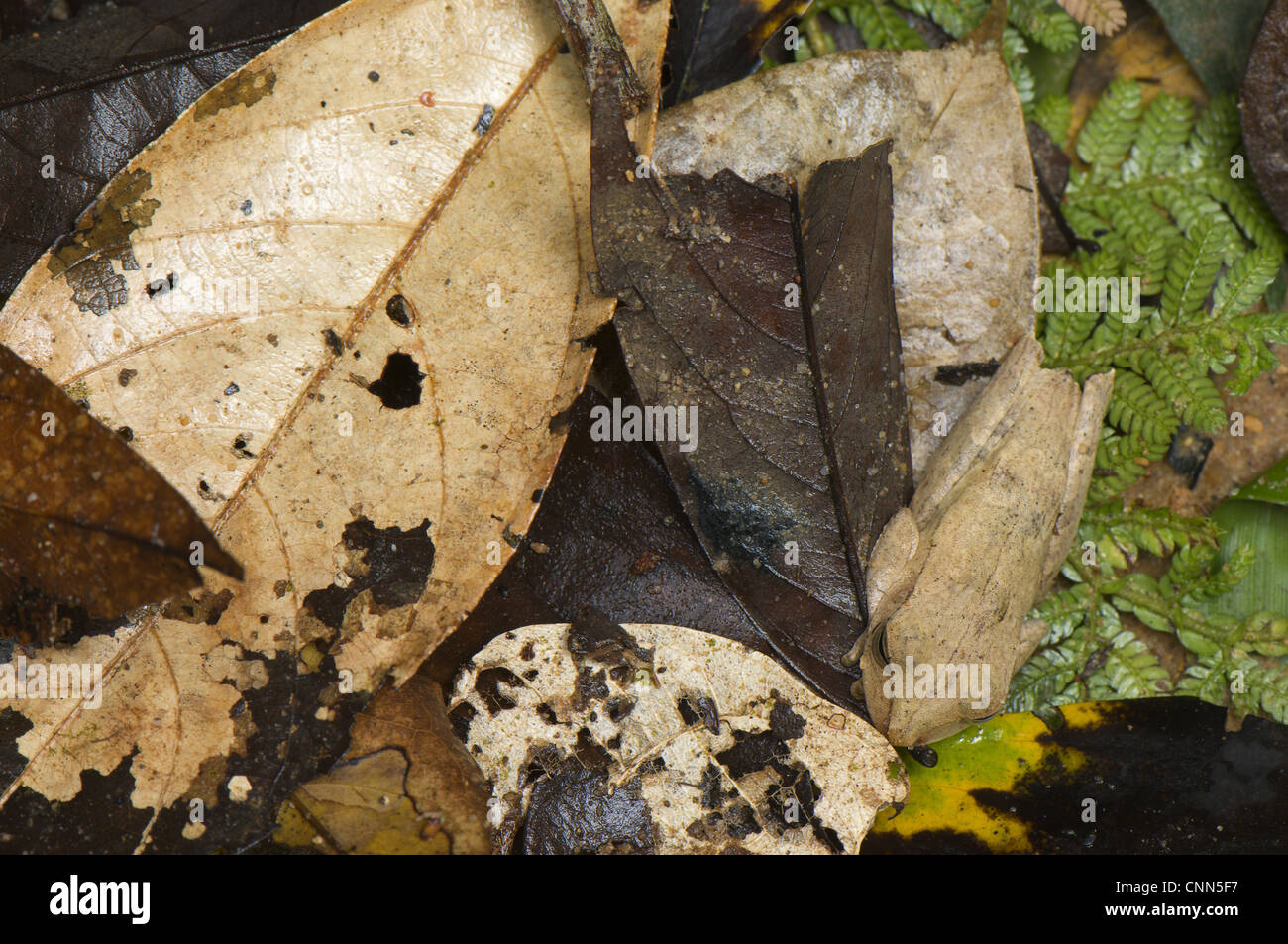Spotted thighed tree frog hi-res stock photography and images - Alamy