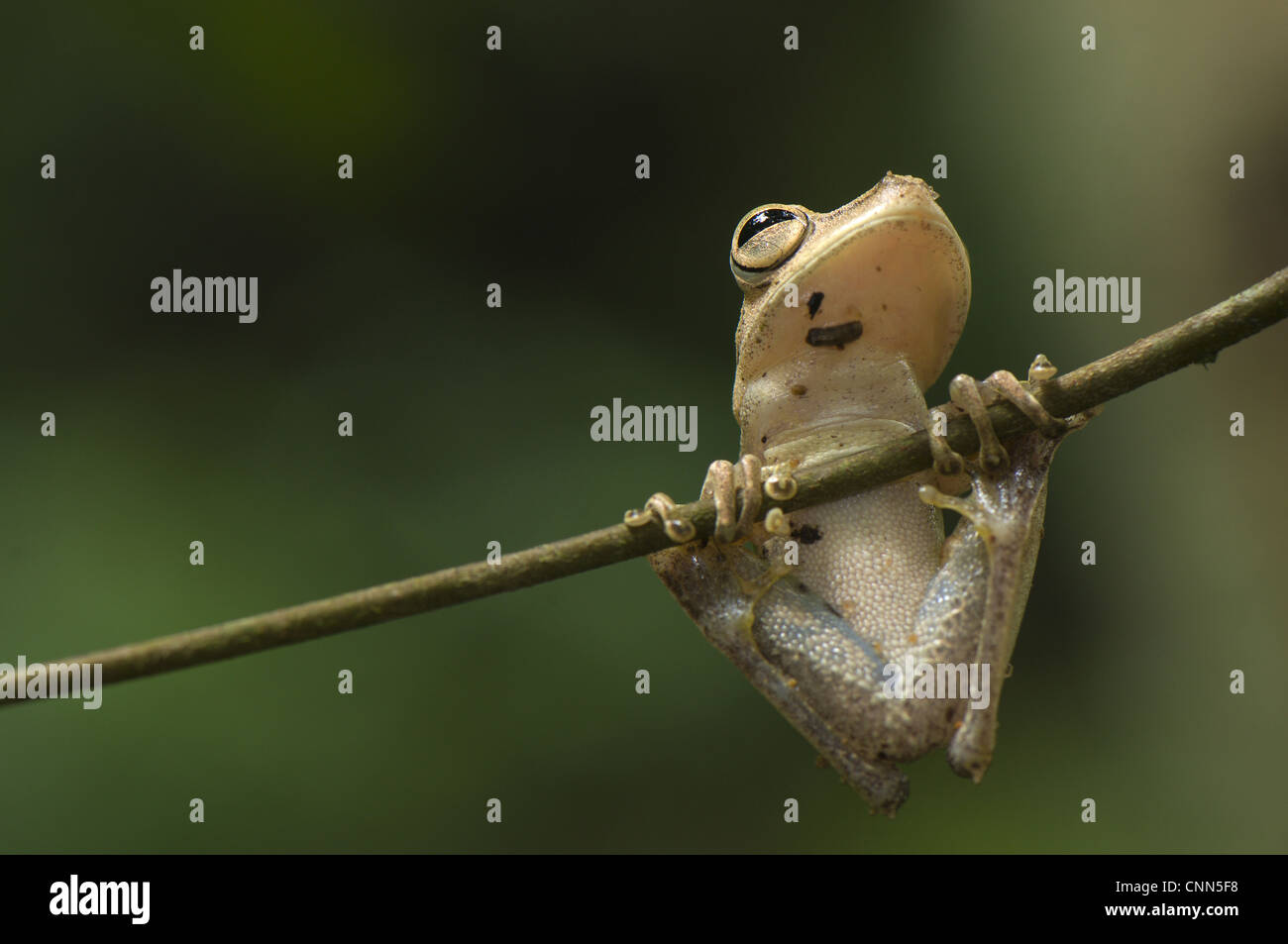 Spotted thighed tree frog hi-res stock photography and images - Alamy