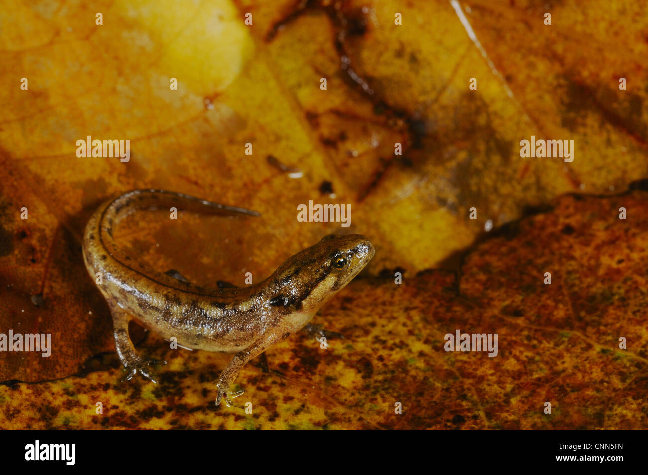 Italian Newt (Triturus italicus) young, standing on wet leaf litter ...
