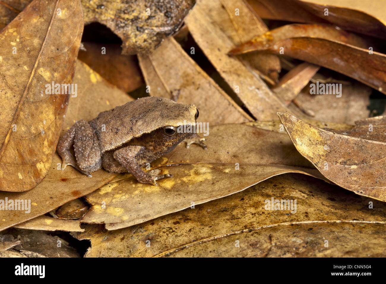 Kinabalu sticky frog hi-res stock photography and images - Alamy