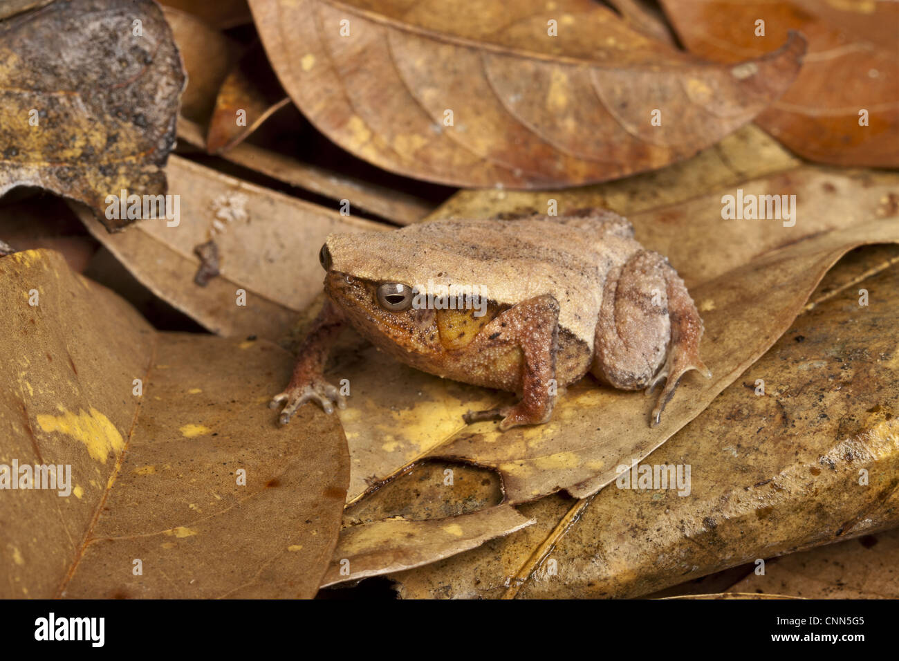 Kinabalu Sticky Frog (Kalophrynus baluensis) adult, sitting on leaf ...