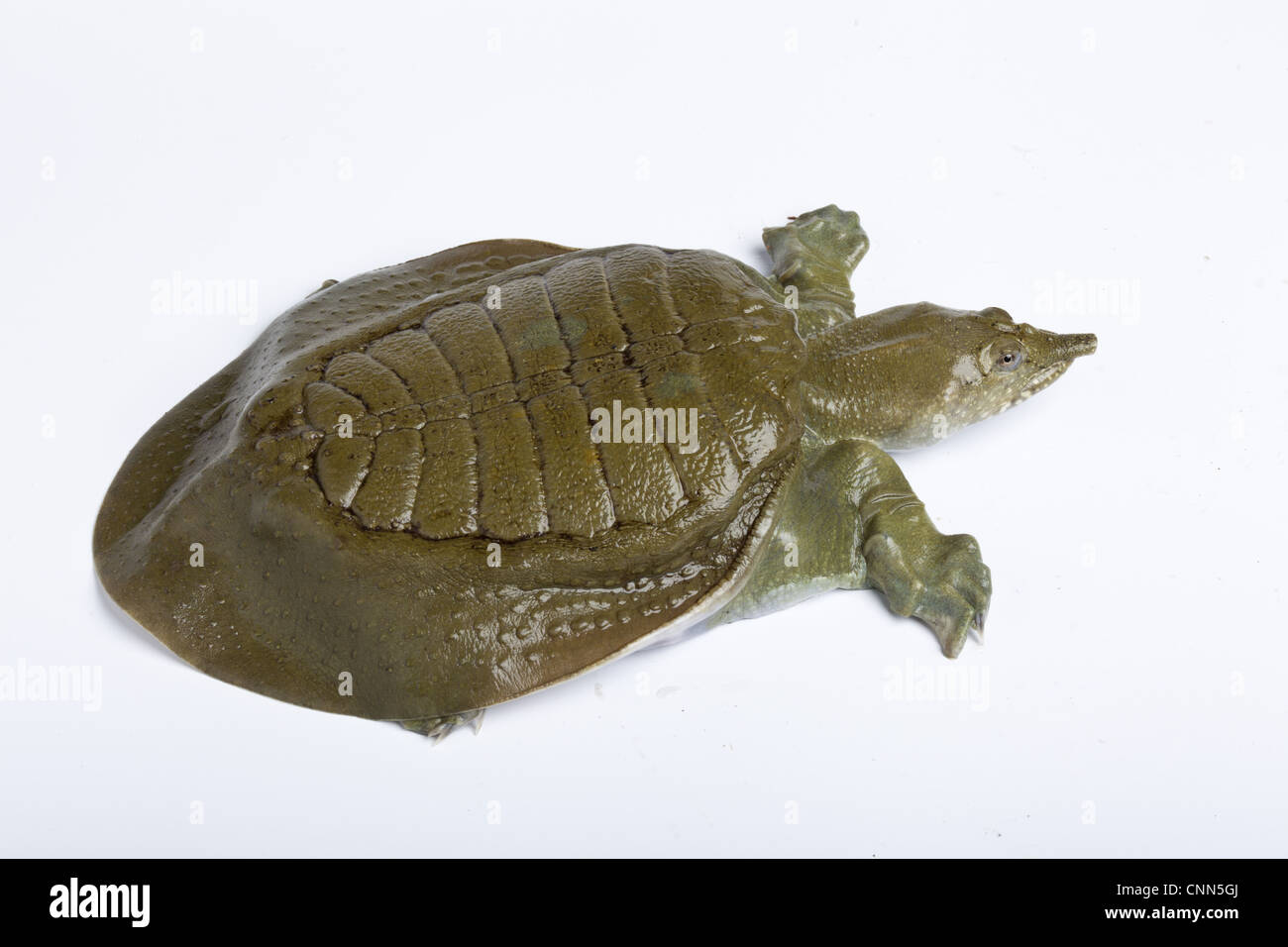 Chinese Soft-shelled Turtle (Pelodiscus sinensis) adult Stock Photo - Alamy