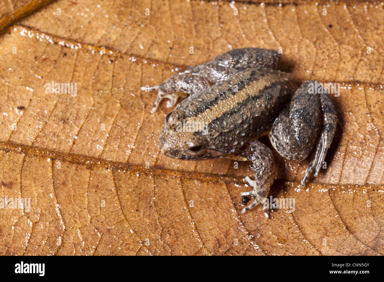Common Puddle Frog (Occidozyga laevis) adult, sitting on leaf litter ...