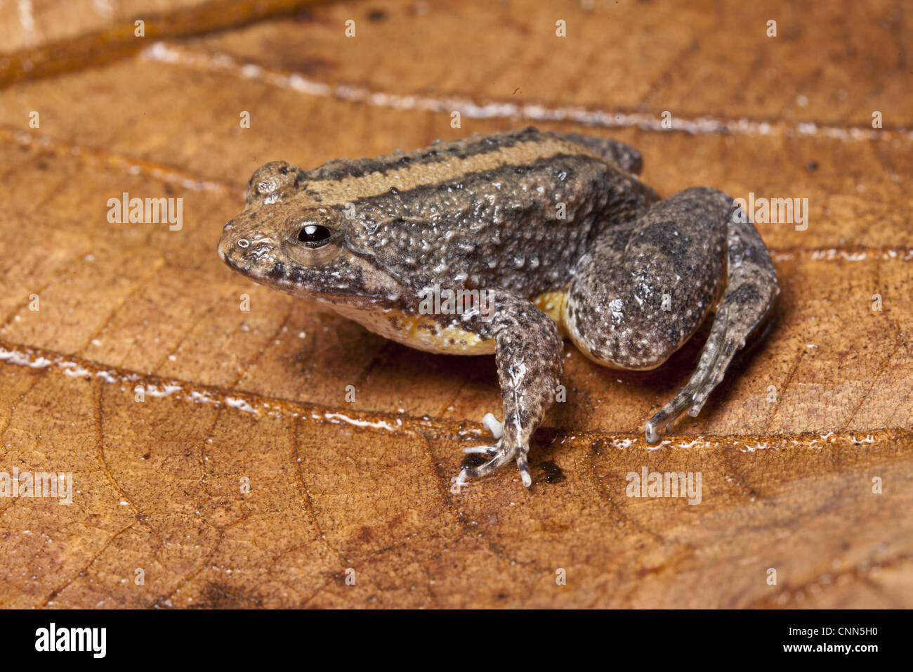Common Puddle Frog (Occidozyga laevis) adult, sitting on leaf litter ...
