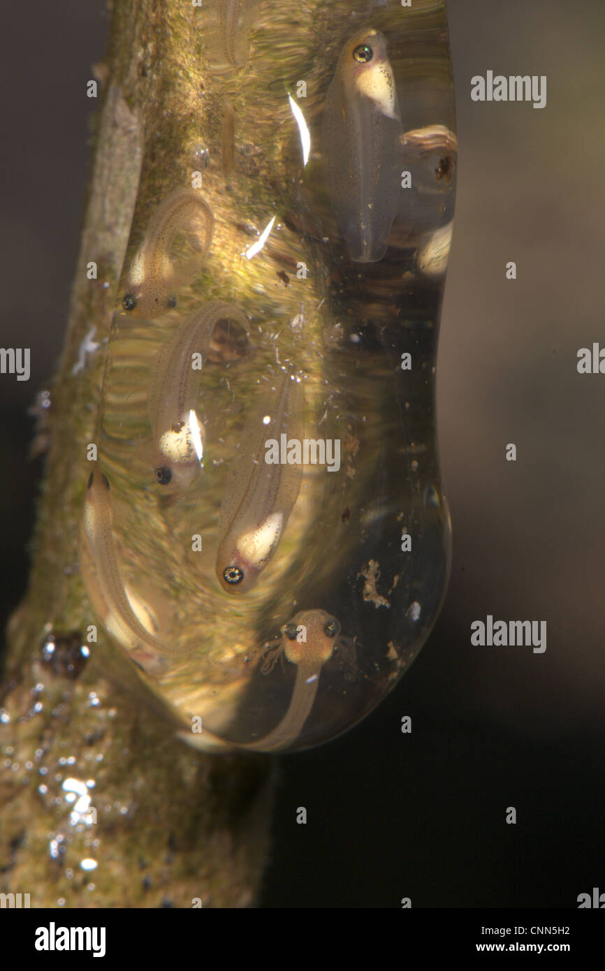 Treefrog Hyla sp. tadpoles ready hatch jelly clutch hanging above pond ...