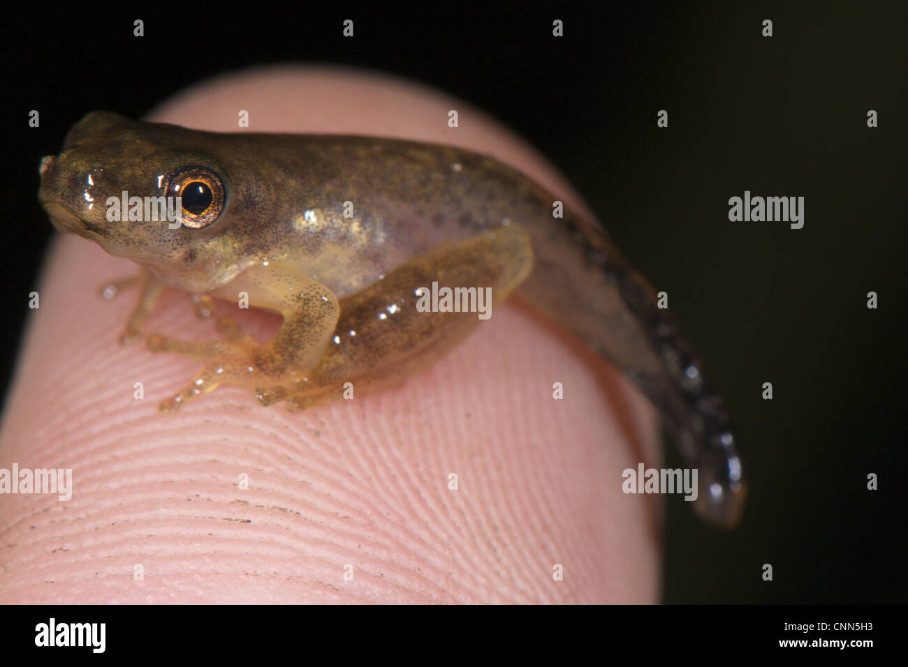 Treefrog Dendropsophus sp. newly metamorphosed froglet remaining parts ...
