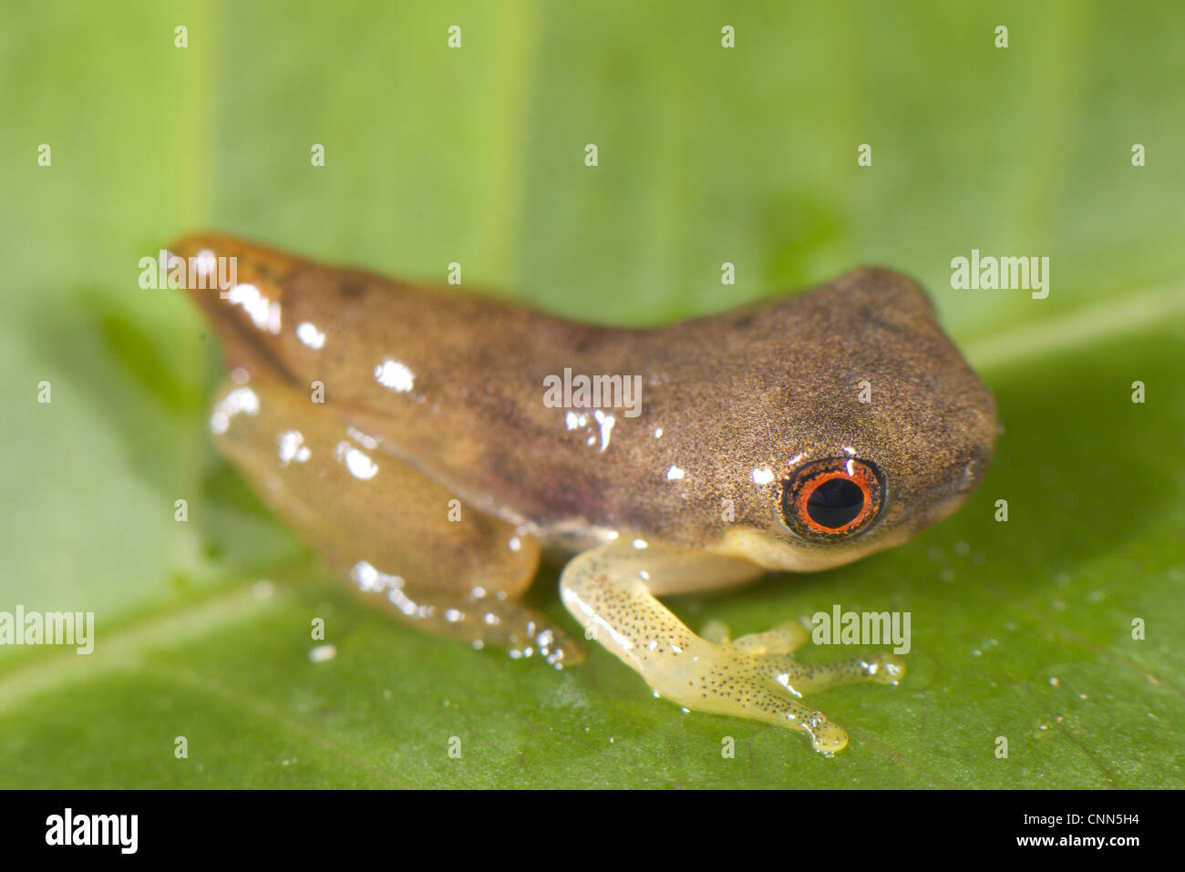 Treefrog Dendropsophus sp. newly metamorphosed froglet remaining parts ...
