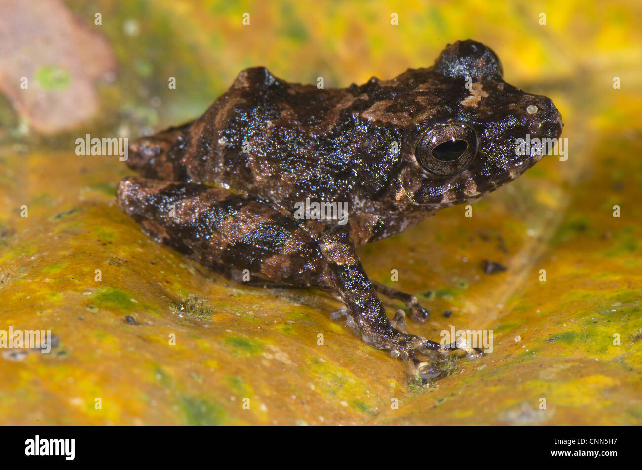 Carvalho's Robber Frog Pristimantis carvalhoi adult sitting dead leaf ...