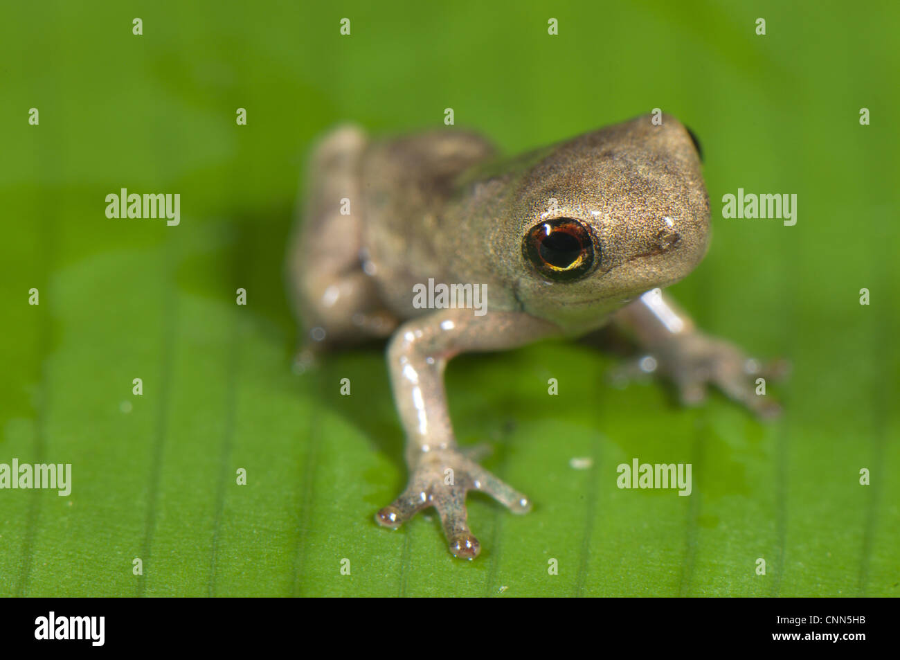Cute froglets hi-res stock photography and images - Alamy