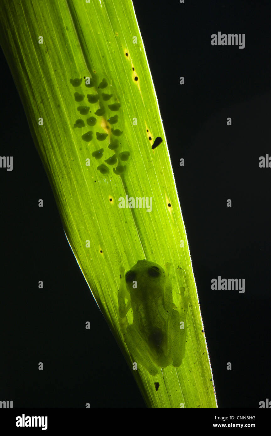 Glass frog andes hi-res stock photography and images - Alamy