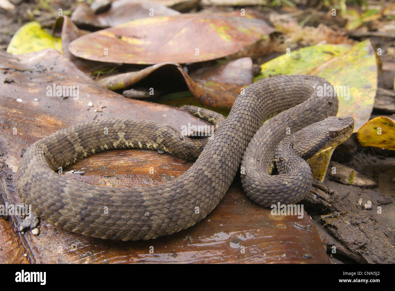Snakes of peru hi-res stock photography and images - Alamy