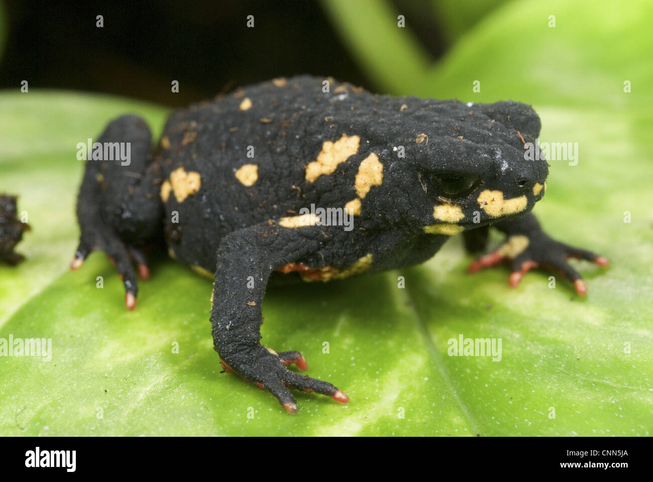 Montevideo Redbelly Toad (Melanophryniscus montevidensis) adult ...
