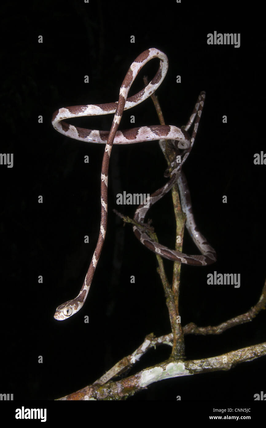 Neotropical blunt headed tree snake hi-res stock photography and images ...