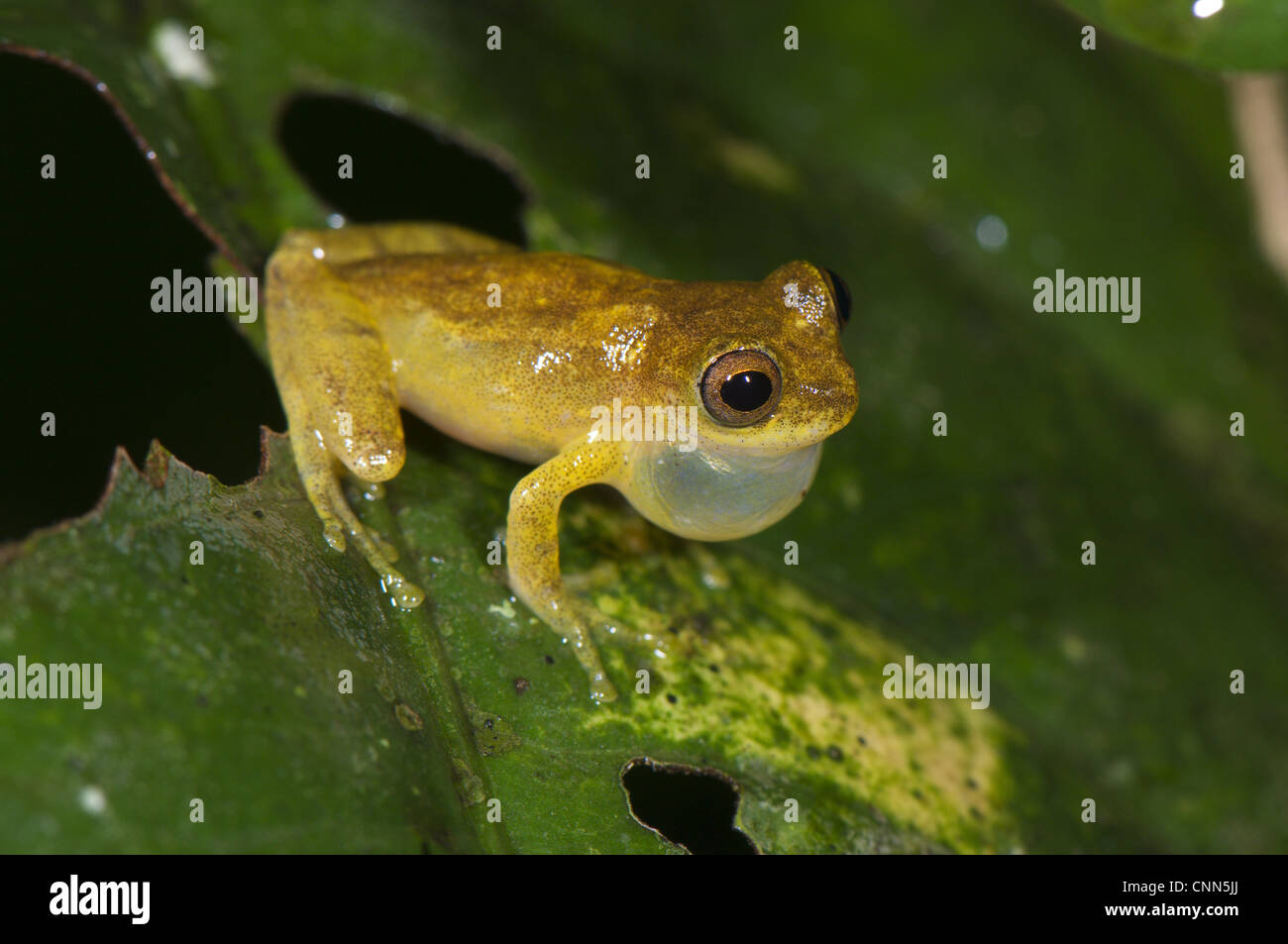 Lesser Treefrog Dendropsophus minutus adult male calling inflated ...