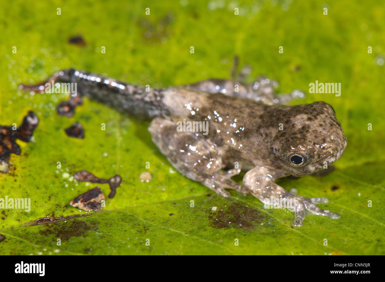 Froglet In Water