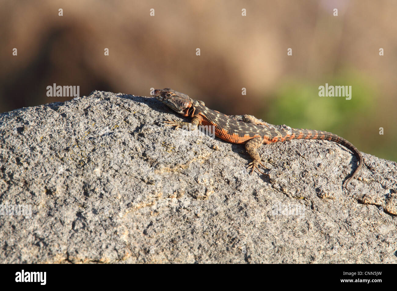 Drakensburg Crag Lizard (Pseudocordylus melanotus) adult, basking on ...