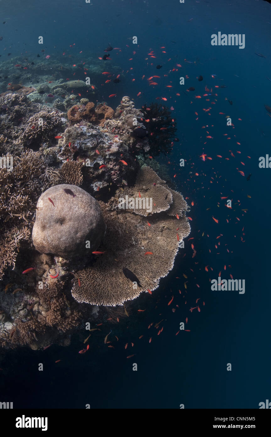 Coral reef habitat, with fish and edge of reef with dropoff to reef ...