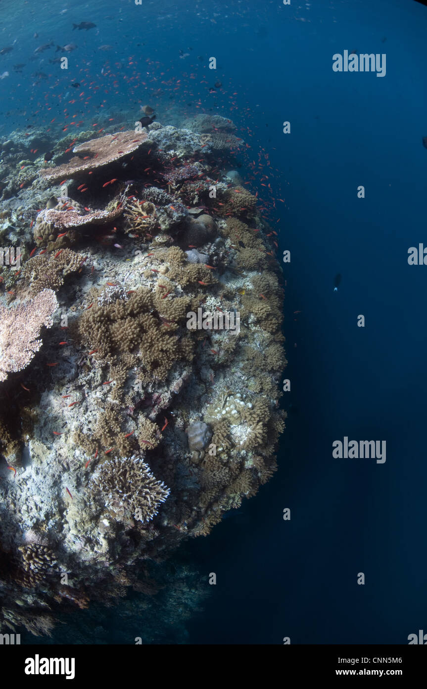 Coral reef habitat, with fish and edge of reef with dropoff to reef ...