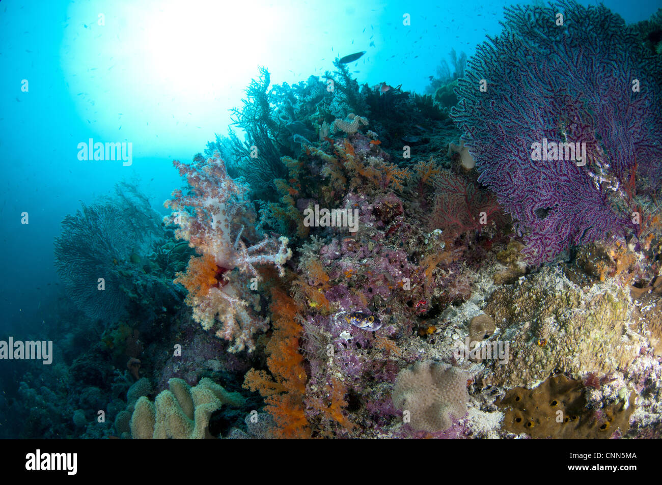 View of coral reef habitat, Boo Island, Raja Ampat, West Papua, New ...